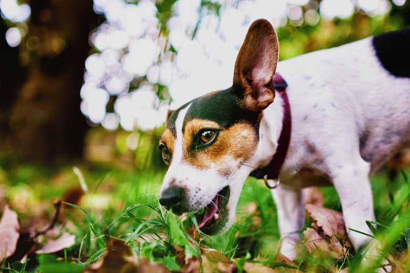 Quealy Winemakers – Quealy Wines