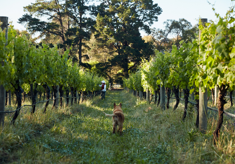 Quealy Winemakers – Quealy Wines