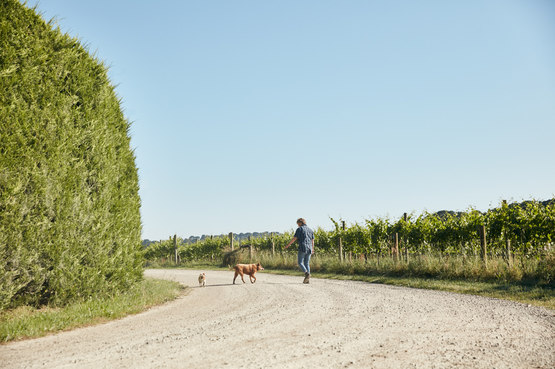 Quealy Winemakers – Quealy Wines