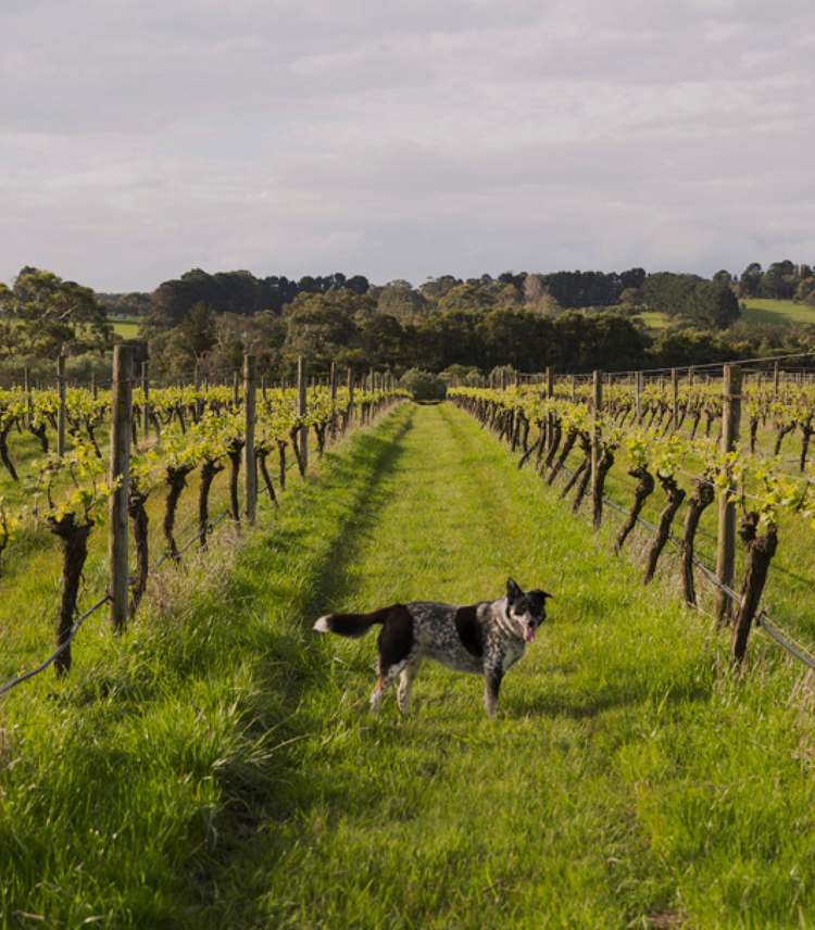 Vineyards – Quealy Winemakers