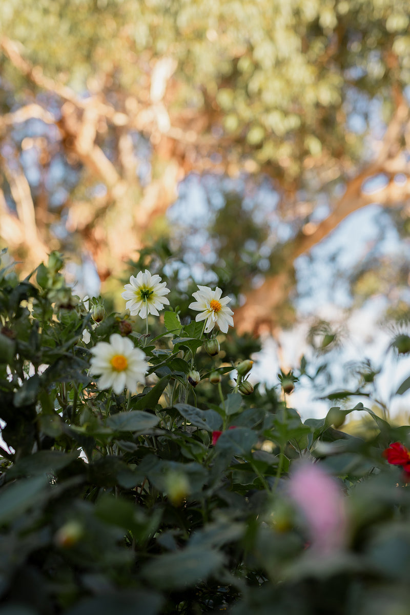 Quealy Winemakers – Quealy Wines